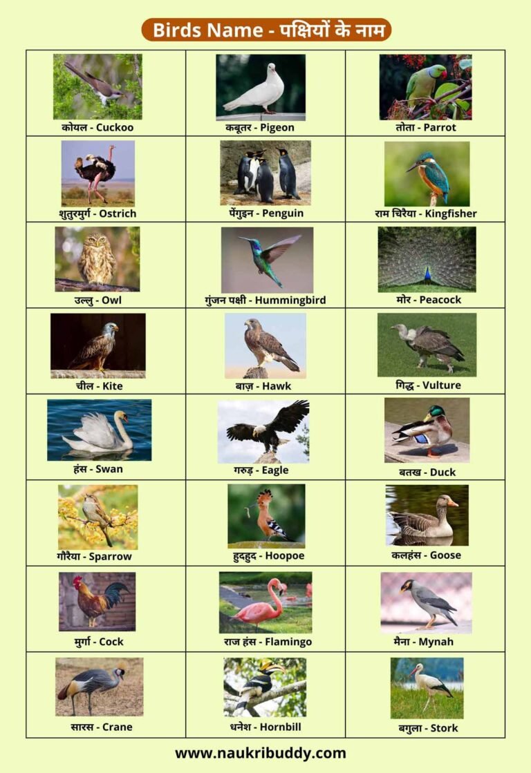 60 Birds names in hindi and english | Panchiyon ke naam